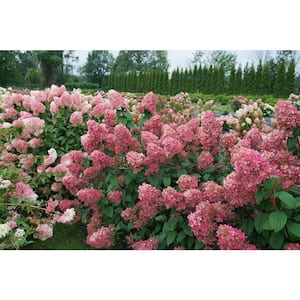 Have a question about PROVEN WINNERS 2 Gal. Fire Light Hydrangea ...