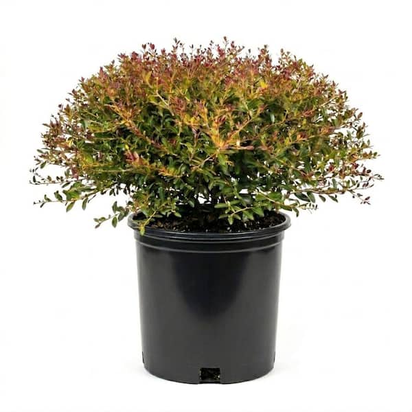 SOUTHERN LIVING 2 Gal. Yewtopia Plum Yew Shrub (Cephalotaxus ...