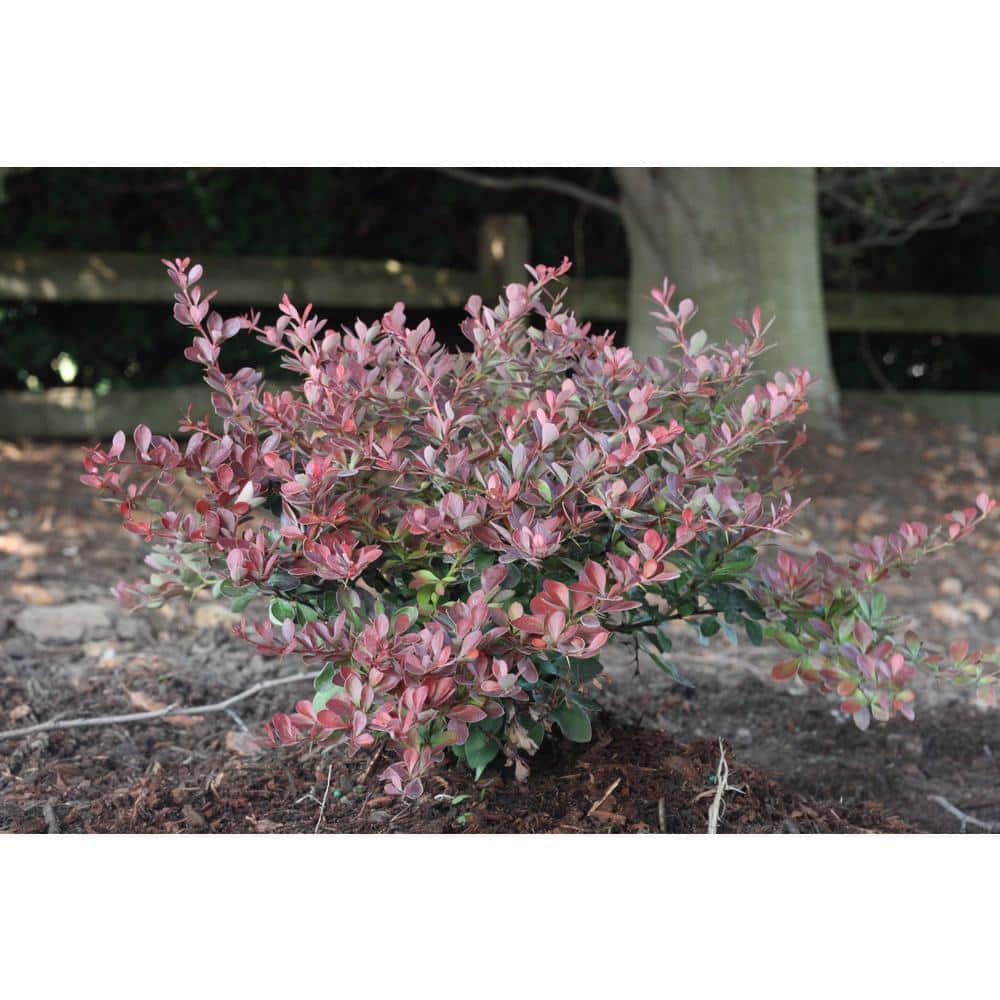 Cottage Gardens 1 Gal. Crimson Pygmy Barberry Shrub 13BER1TCP - The ...