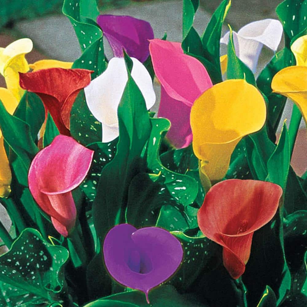 DIRECT GARDENING Multi-Color Calla Lily Dormant Bare Root Summer ...