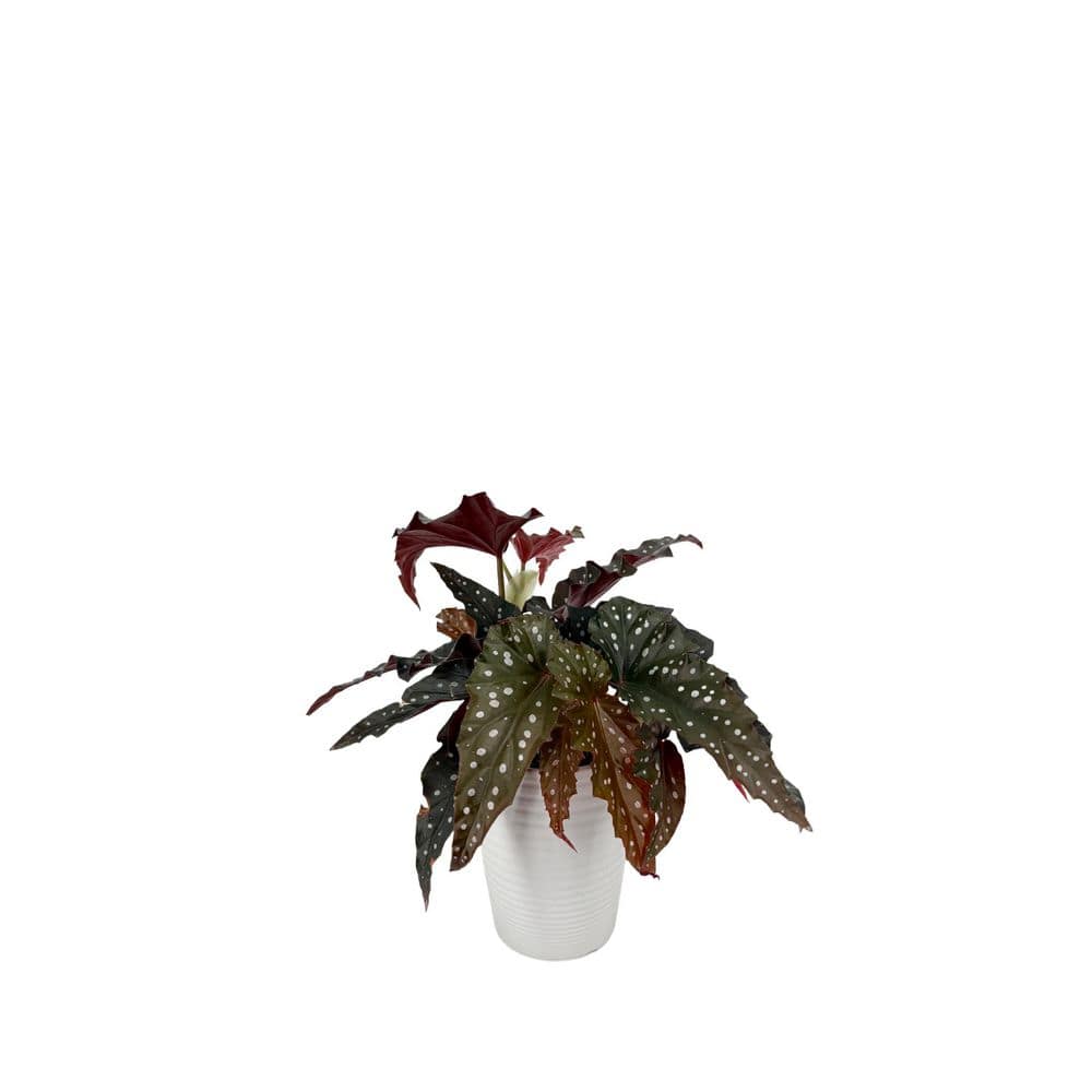 LEAFJOY Bold Belles Angel Wing Begonia Obsidian Indoor Plant in 3.5 in ...
