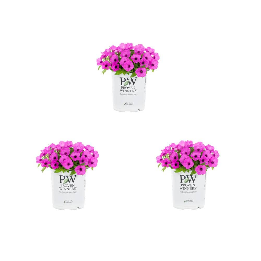 METROLINA GREENHOUSES 2.5 Qt. Petunia Supertunia Vista Jazzberry Pink ...
