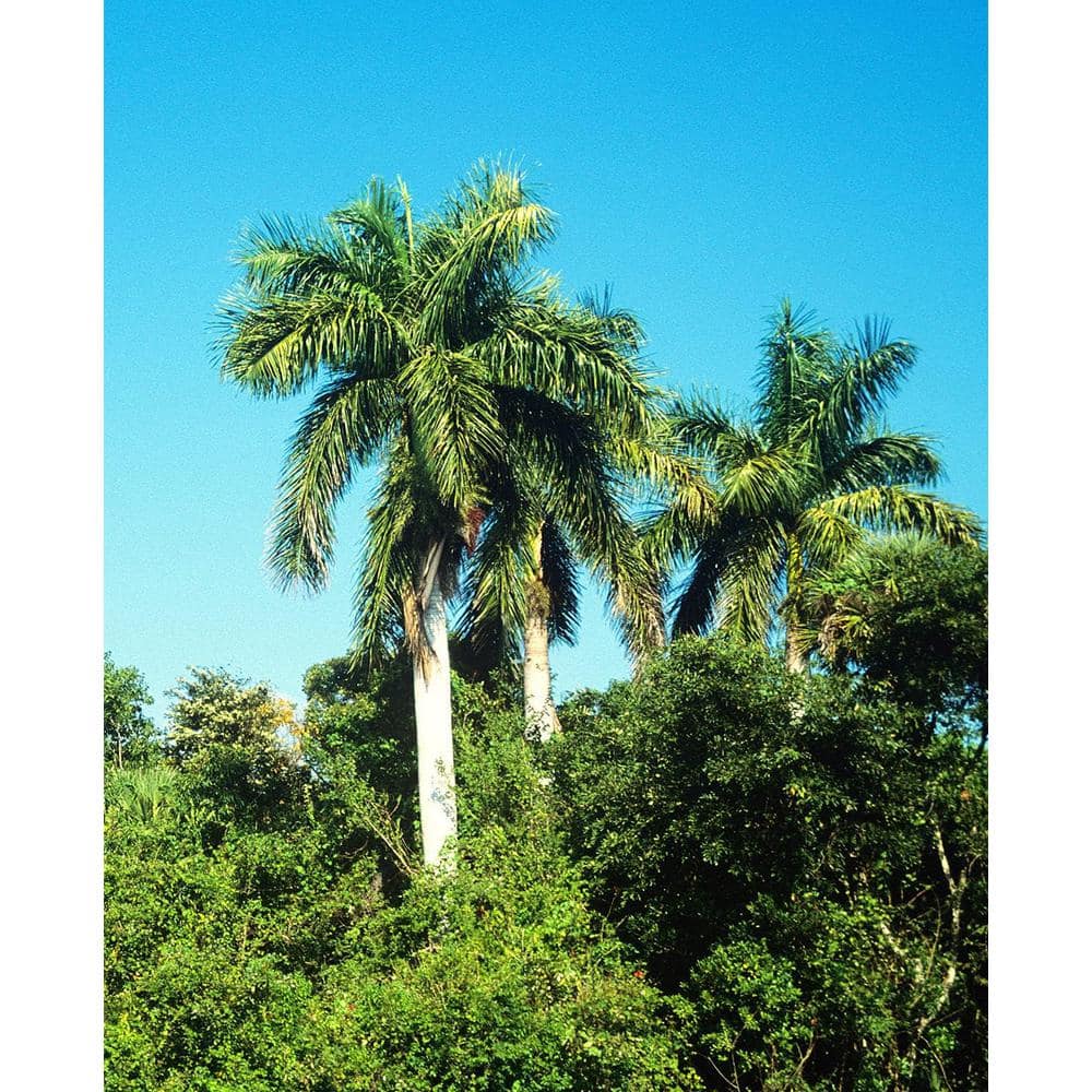 Wekiva Foliage Royal Palm-Live Plant in a 3 gal. Growers Pot-Roystonea ...