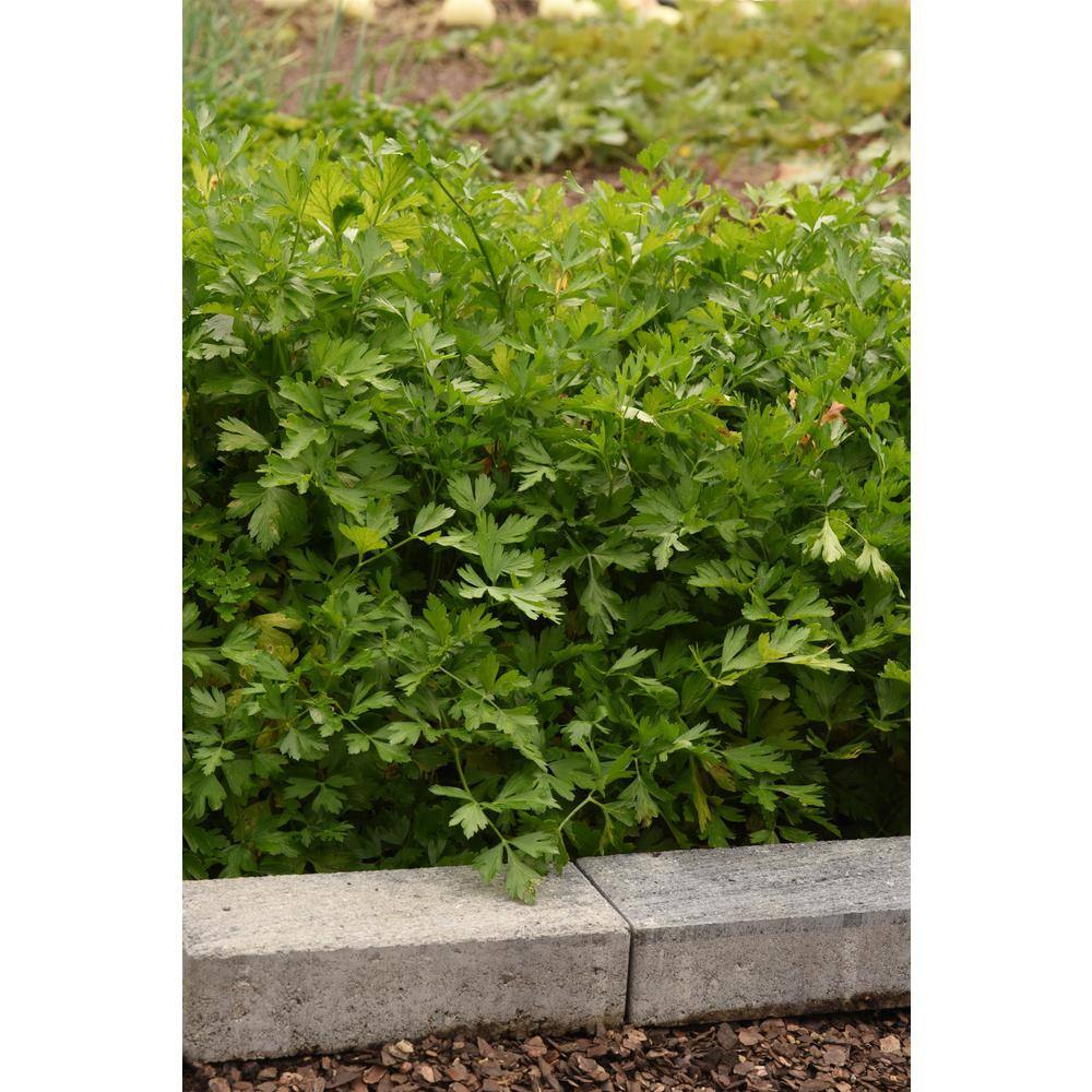 Burpee 4 in. Italian Dark Single Parsley Herb Plant (6-Pack ...
