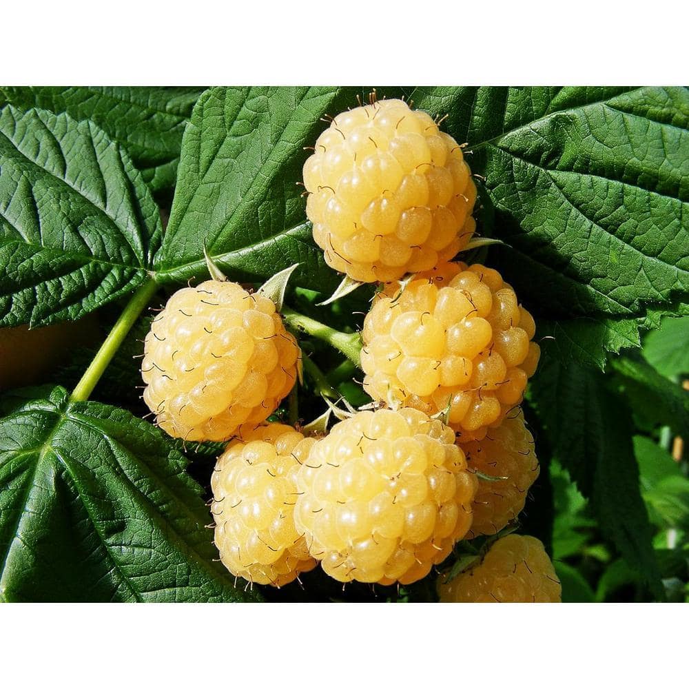 Wekiva Foliage Fall Gold Raspberry Plant-Live Plant in a 2 in. Pot ...