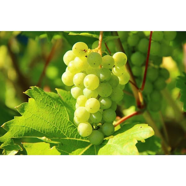 Cottage Gardens 1 Gal. Vitis Grape Himrod Shrub 13VIT1HIM - The Home Depot