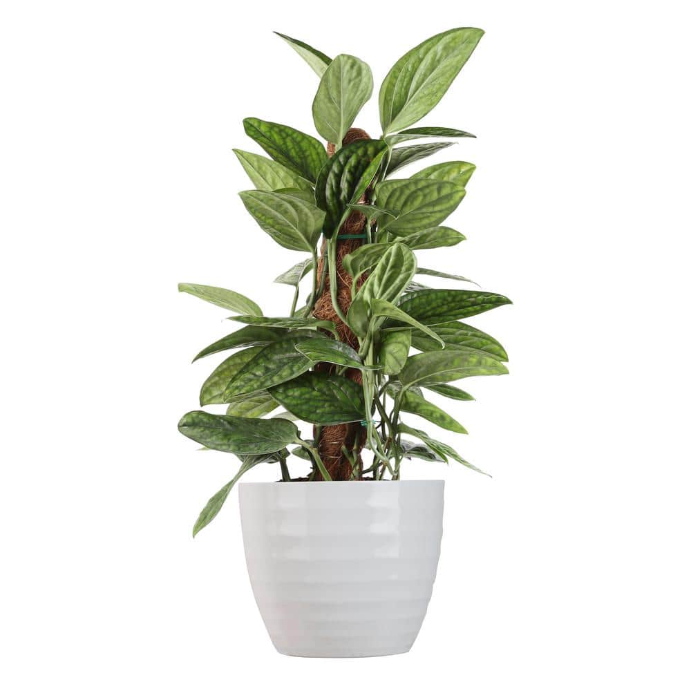 Reviews for Costa Farms 6 in. Monstera Green Galaxy Plant in Scheurich ...