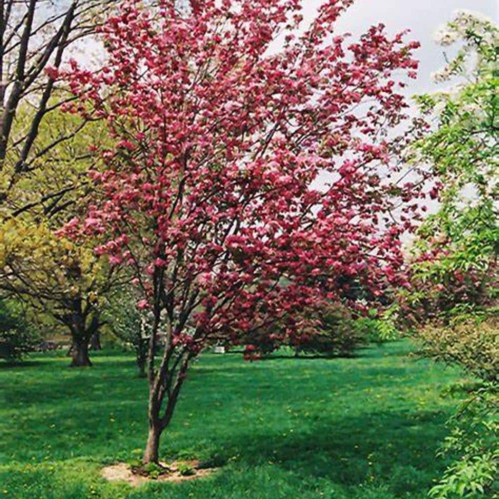 7 Gal. Centurion Crabapple Flowering Deciduous Tree with Red Flowers ...