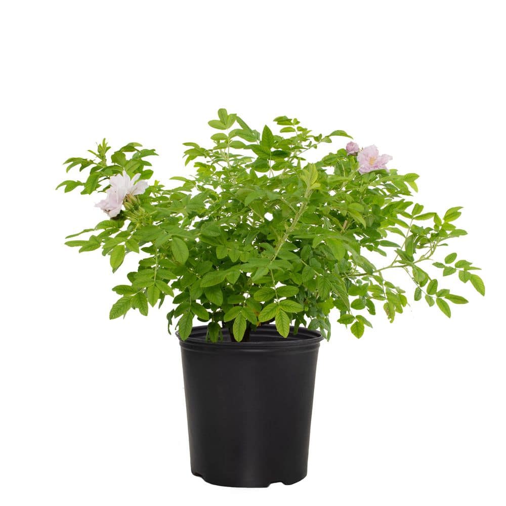 national PLANT NETWORK 2 Gal. Rose Snow Pavement with Light Pink Blooms ...