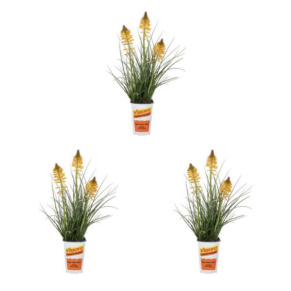 Vigoro 2 qt. Kniphofia Red-Hot Poker Poco Orange Perennial Plant (3 ...