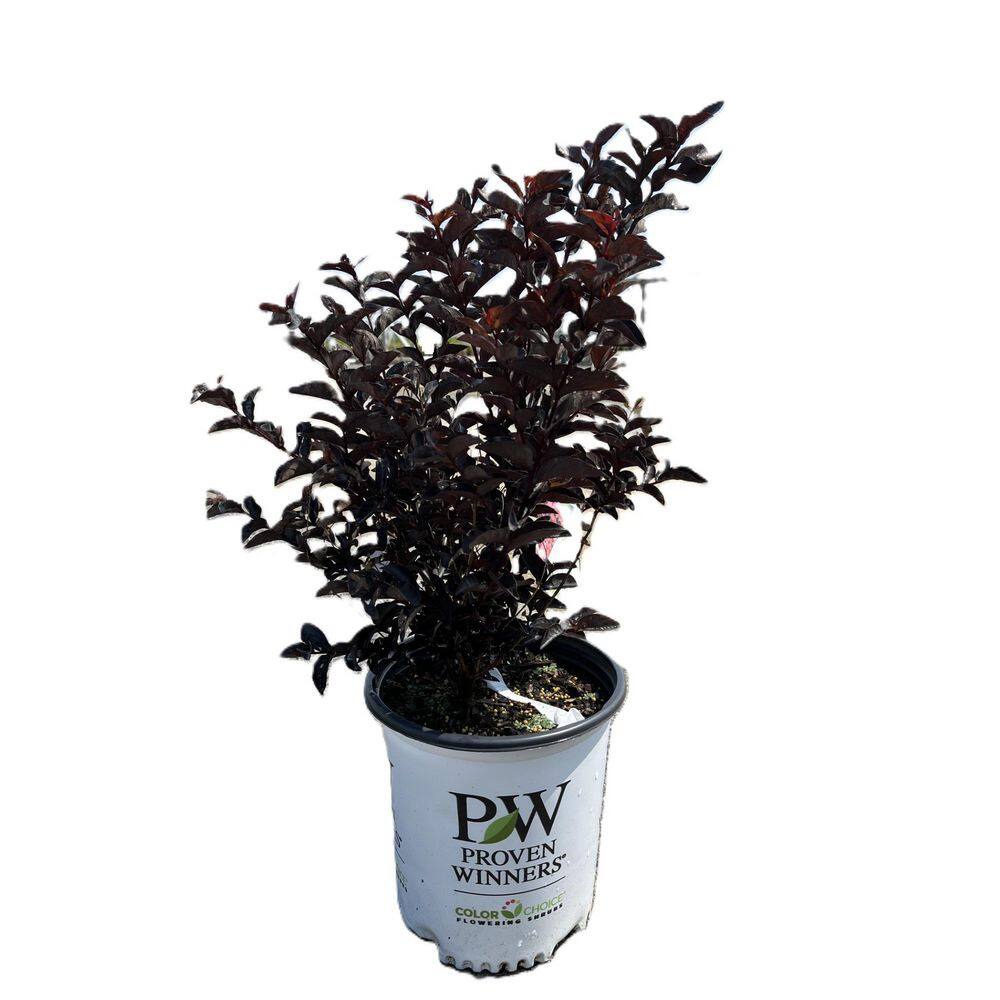 PROVEN WINNERS 2 Gal. Center Stage Pink Crape Myrtle (Lagerstroemia ...