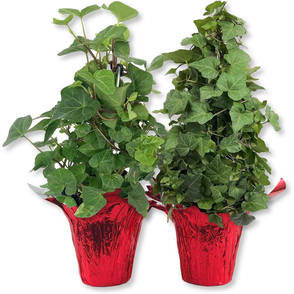 Wekiva Foliage English Ivy Tree in Festive Holiday Cover 2-Pack-2 Live ...