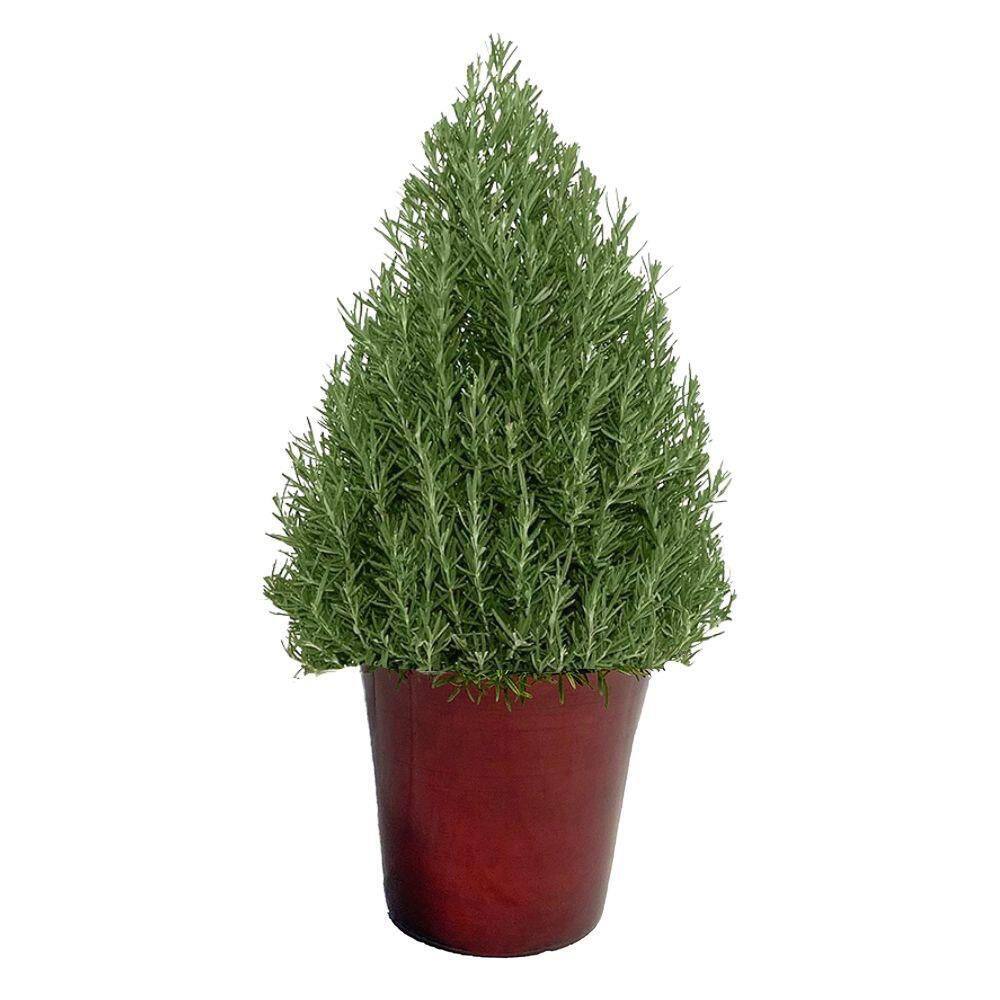 1 Gal. Rosemary Evergreen Holiday Plant in Decorative Red Pot with Pale ...