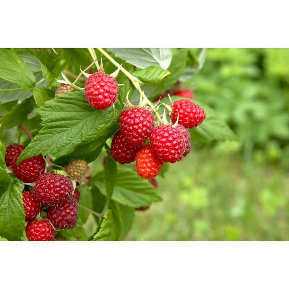 Pennington 1.25 qt. Kokanee Raspberry (Rubus) Live Fruiting Plant (4 ...