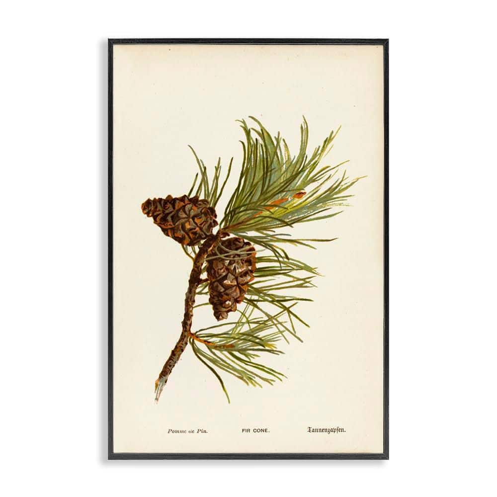 Stupell Industries Fir Tree Cones by Tina Higgins Designs, Inc. Black ...