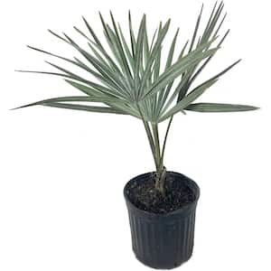 Wekiva Foliage Carnavon Gorge Palm-Live Plant in a 10 in. Growers Pot ...