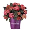 FIRST EDITIONS 2 Gal. Eclipse Hydrangea Shrub with Cranberry Flowers ...