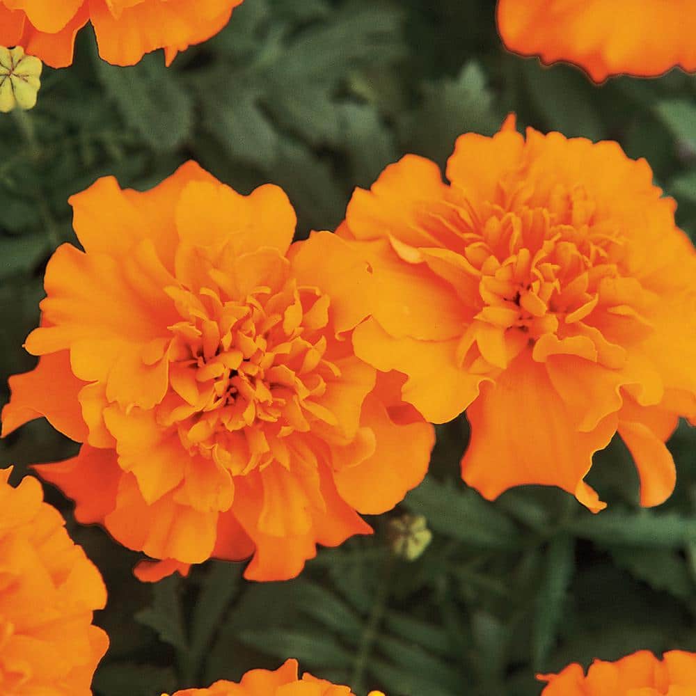 1.88-Pint Dwarf Orange Marigold Plant (8-Pack) 9597 - The Home Depot