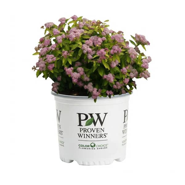 PROVEN WINNERS 2 Gal. Big Bang Spirea Live Flowering Shrub with Pink ...