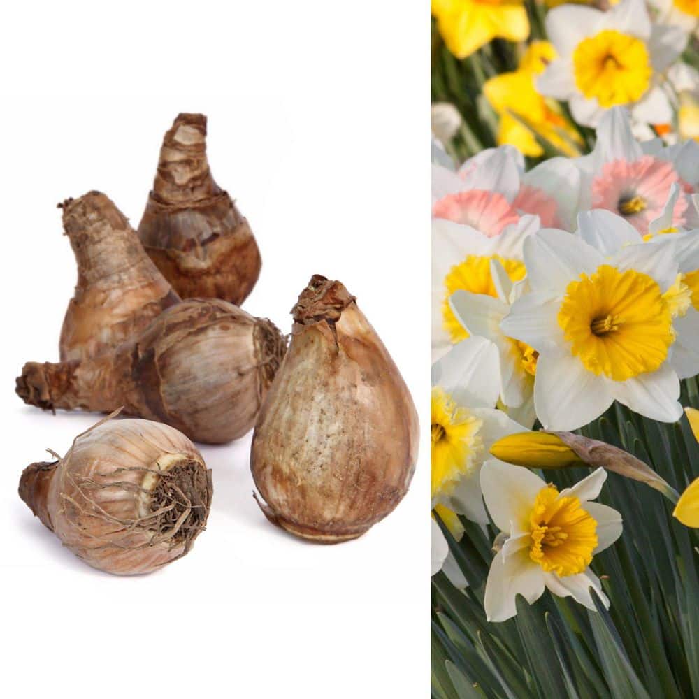 national PLANT NETWORK Daffodil Mixed Bulbs (50-Pack) HD3143B - The ...