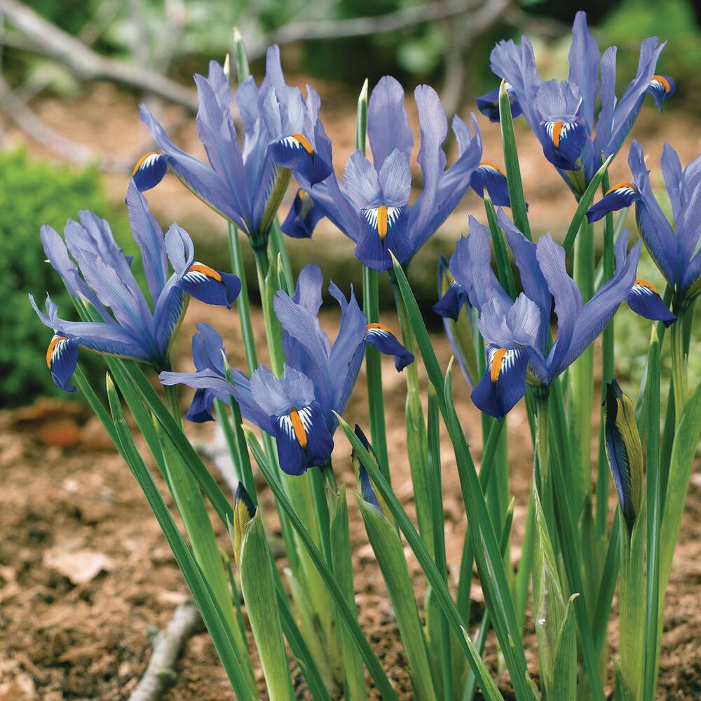 VAN ZYVERDEN Iris Reticulata Blue Dormant Bulbs 34425 - The Home Depot