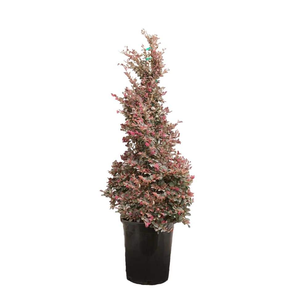 Alder & Oak 5-Container Loropetelum 'Rubrum' Column Bush Shrub Plant ...