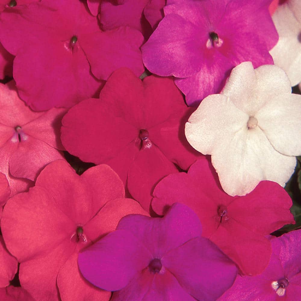 BEACON 1.6 pt. Beacon Portland Mix Impatiens Outdoor Annual Plant with ...