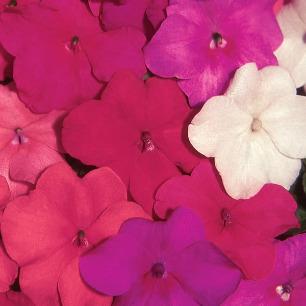 BEACON 1.6 pt. Beacon Portland Mix Impatiens Outdoor Annual Plant with ...