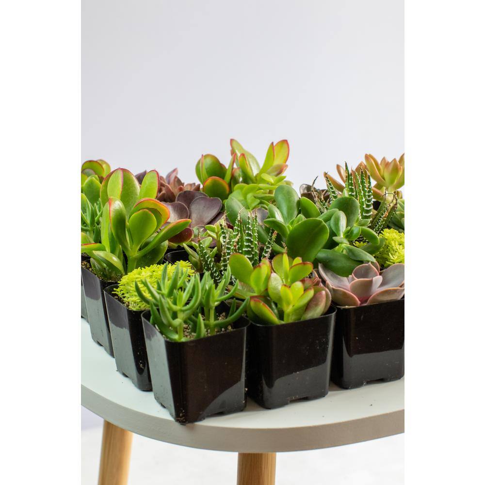 LIVELY ROOT Assorted Mini Succulents in 2 in. Grower Pot (16-Pack ...