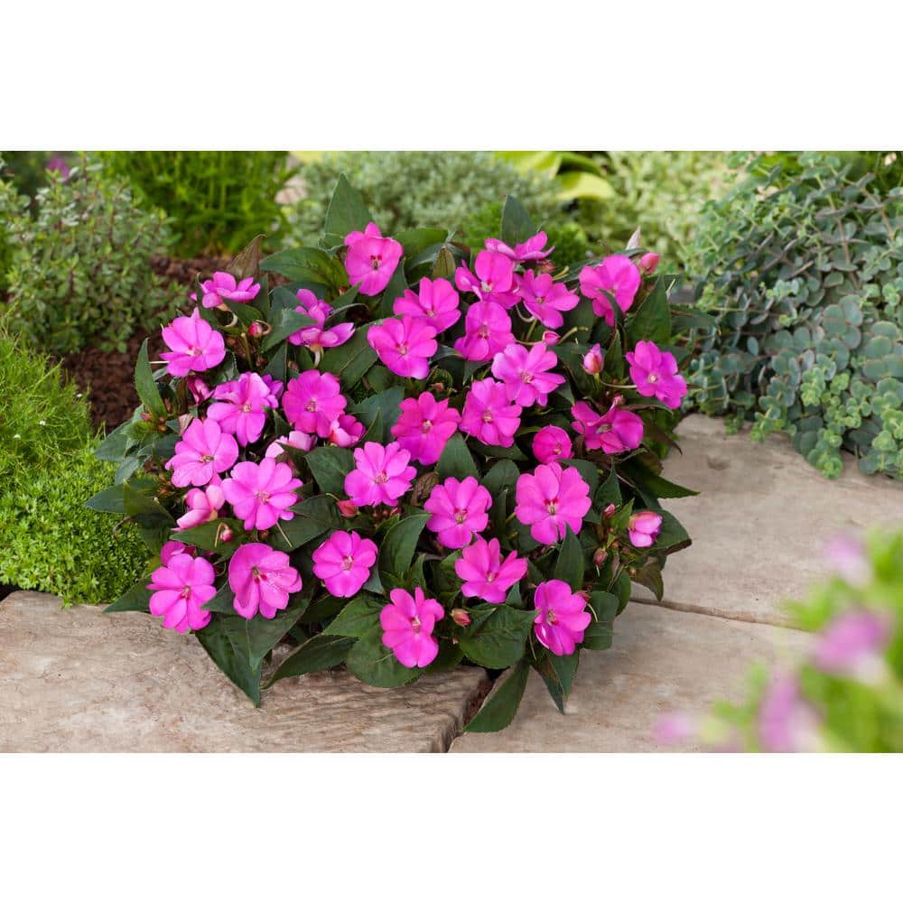 SunPatiens 2.5 In. Compact Lilac SunPatiens Impatiens Outdoor Annual ...