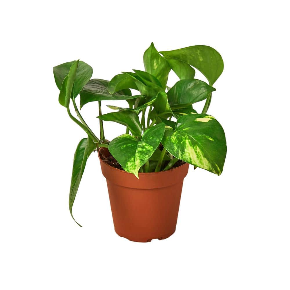 PPC INTERNATIONAL LLC Pothos Golden Epipremnum Aureum Plant in 4 in ...