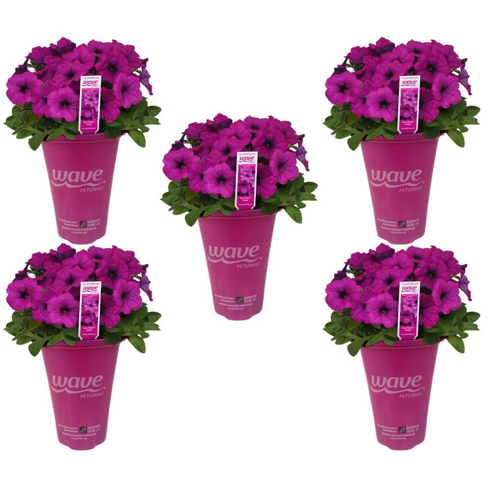 EASY WAVE 1.5 pt. Violet Easy Wave Petunia Annual Plant with Pink ...