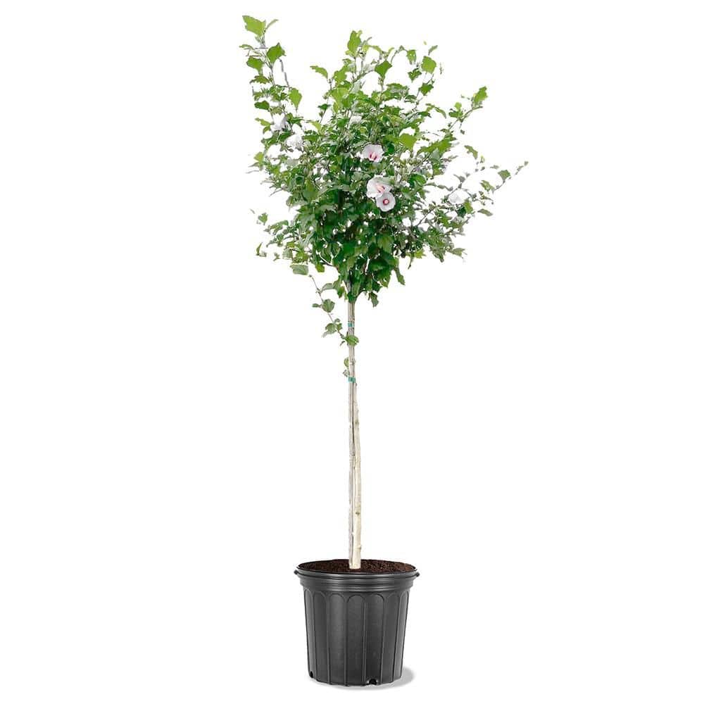 5 gal. White Althea, Rose of Sharon, Deciduous, Tree Form ALTWHI05GS ...