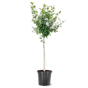 3 Gal. Red Heart White Flowering Rose of Sharon (Althea/Hibiscus ...