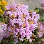 SOUTHERN LIVING 1 Gal. Miss Sandra Crape Myrtle Tree CRMMSA01G - The ...