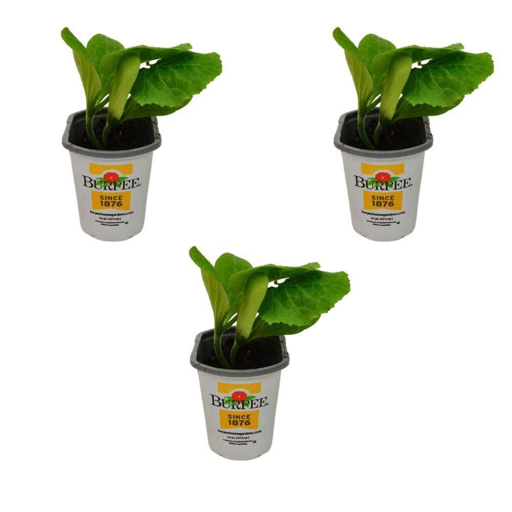 Burpee Pint Cucumber Bush Champion Plant-3-Pack 4804PP - The Home Depot