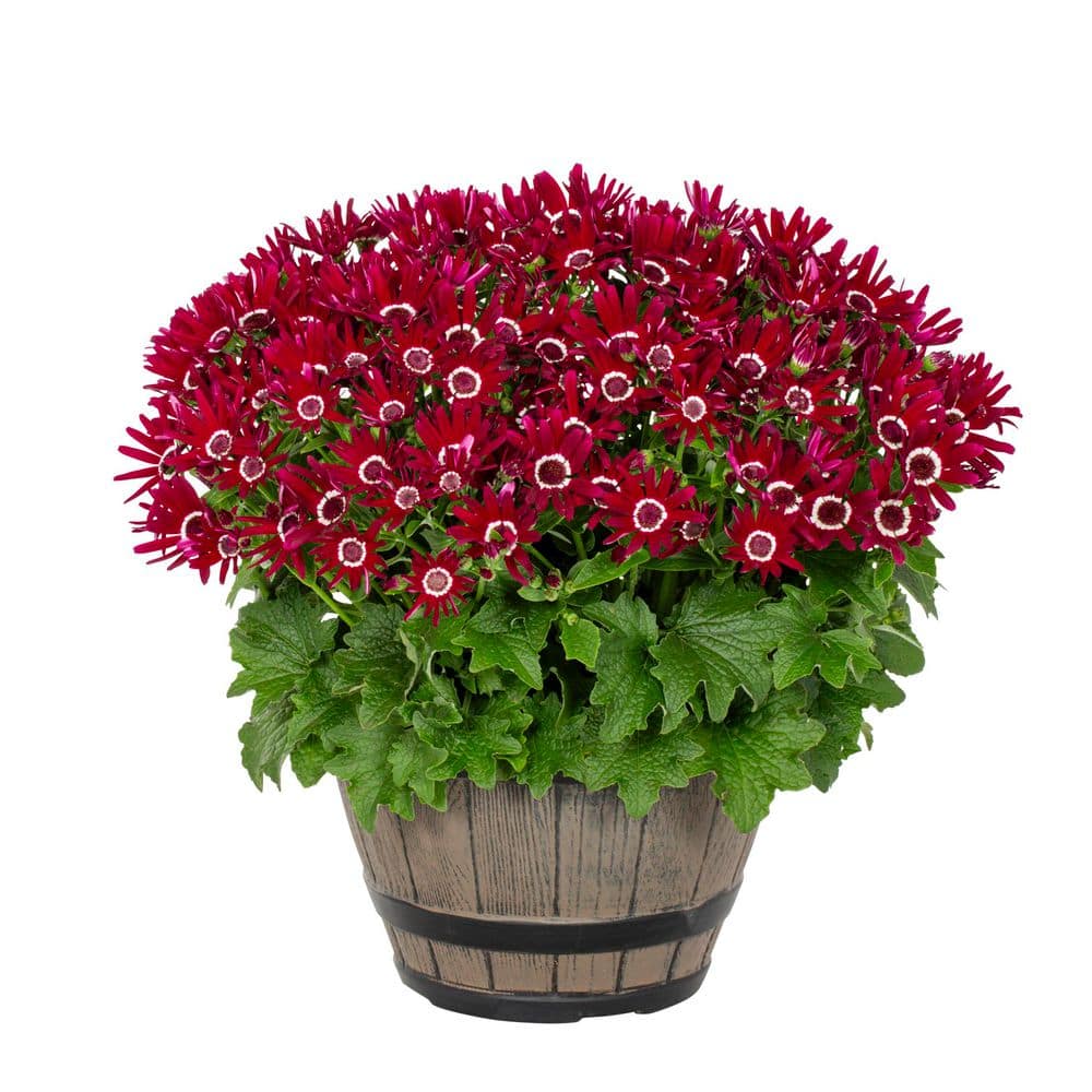 METROLINA GREENHOUSES 1 gal. Senetti Pericallis in Decorative Planter ...