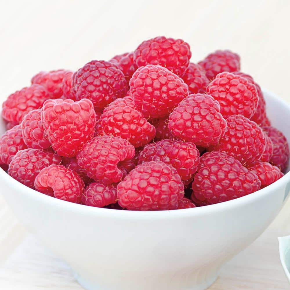 DIRECT GARDENING Boyne Red Raspberry Bush Potted Fruit Bearing Starter ...