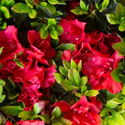 ENCORE AZALEA - Bushes - Outdoor Plants - The Home Depot