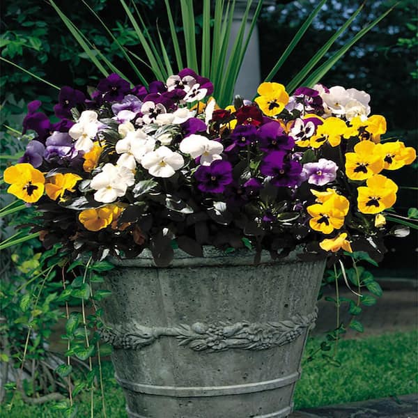 ALTMAN PLANTS Colors Pansy Plant Mix (6 Pack) with Assorted Flowers ...