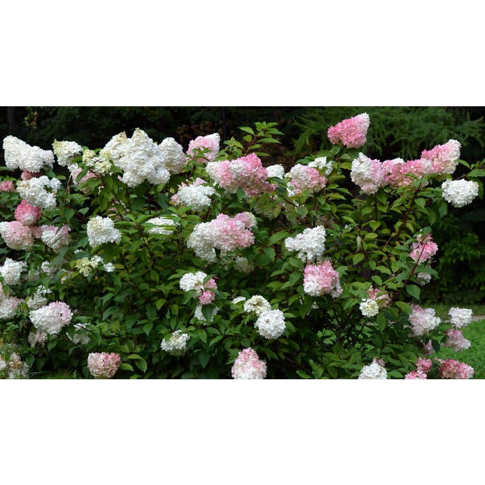 FIRST EDITIONS 2 Gal. Berry White Hydrangea Flowering Shrub with White ...