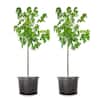 #5 Autumn Blaze Maple Tree (2-Pack) THD00170 - The Home Depot