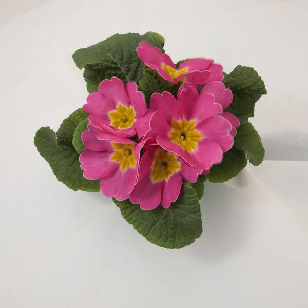Vigoro 1 Qt. Primula 1001243889 - The Home Depot