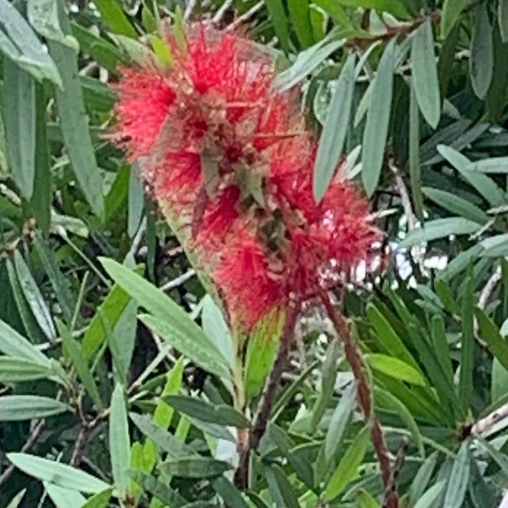 Reviews for OnlinePlantCenter 3 Gal. Red Cluster Bottlebrush Flowering ...