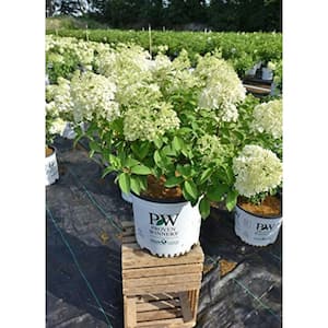 PROVEN WINNERS 3 Gal. Bobo Hardy Hydrangea, Live Plant with White Dwarf ...