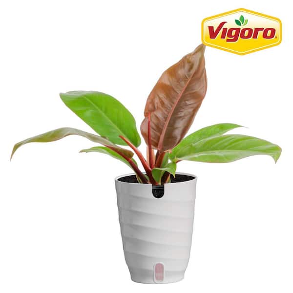 Vigoro Grower's Choice Philodendron Plant in 6 in. White Decor Pot, Avg ...