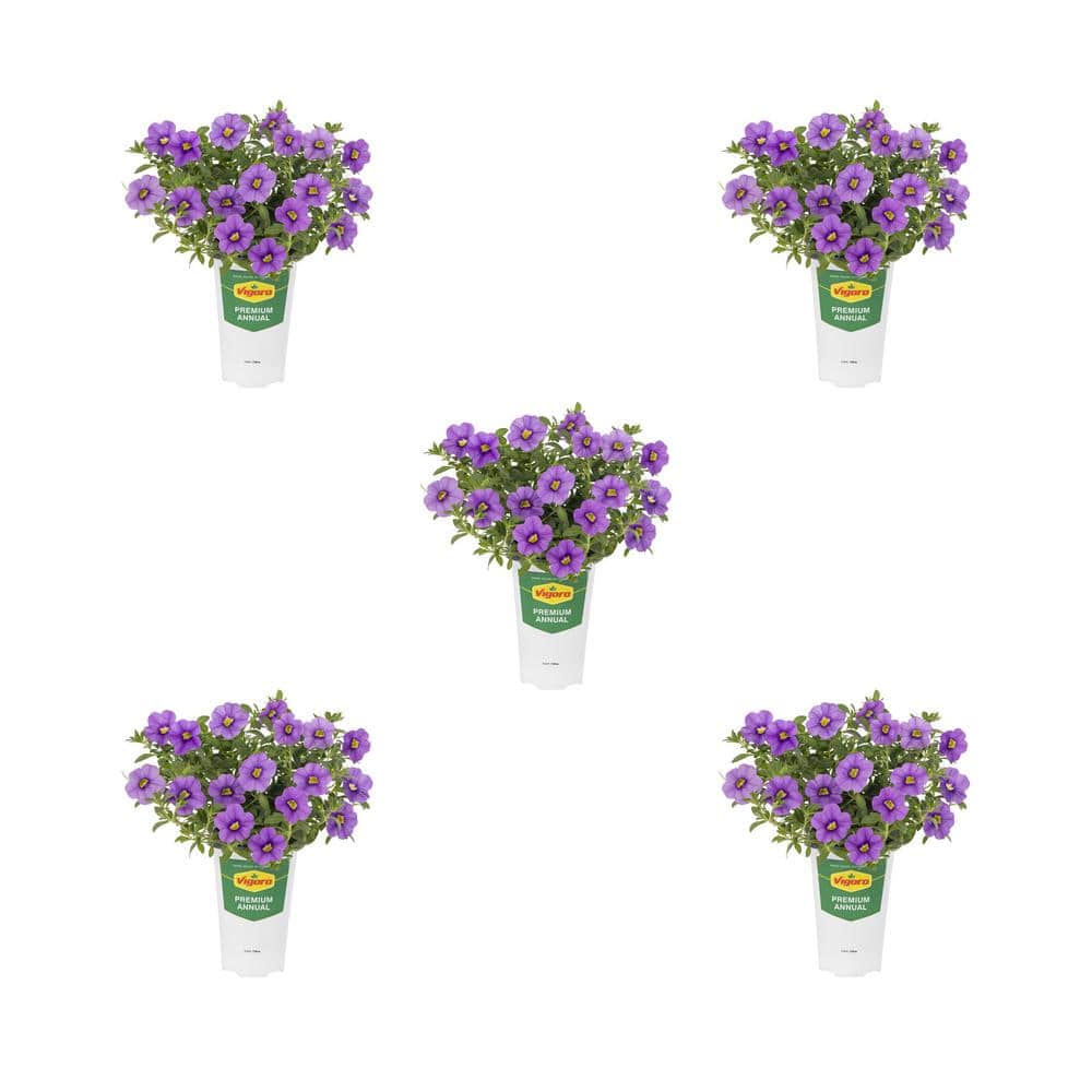 Vigoro 1.5 pt. Calibrachoa Million Bells Aloha Nano Blue Sky Annual ...
