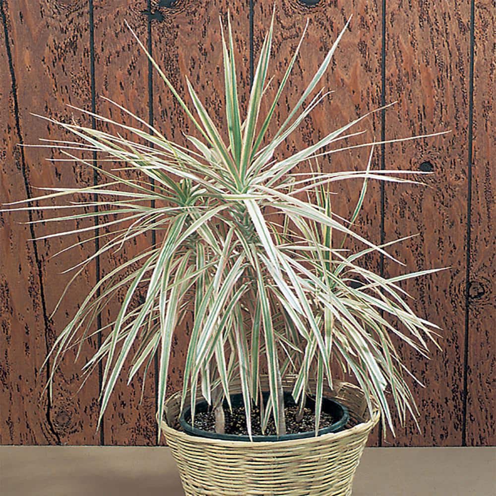 BELL NURSERY Dragon Tree Dracaena Marginata Plant with Red and Green ...