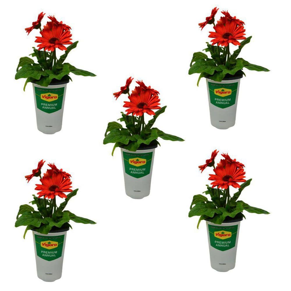 Vigoro 1 qt. Gerbera Daisy Annual Plant with Orange Flowers (5-Pack ...