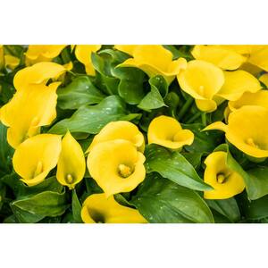 BELL NURSERY 1 Gal. Calla Color Pot Live Perennial Plant With Yellow ...